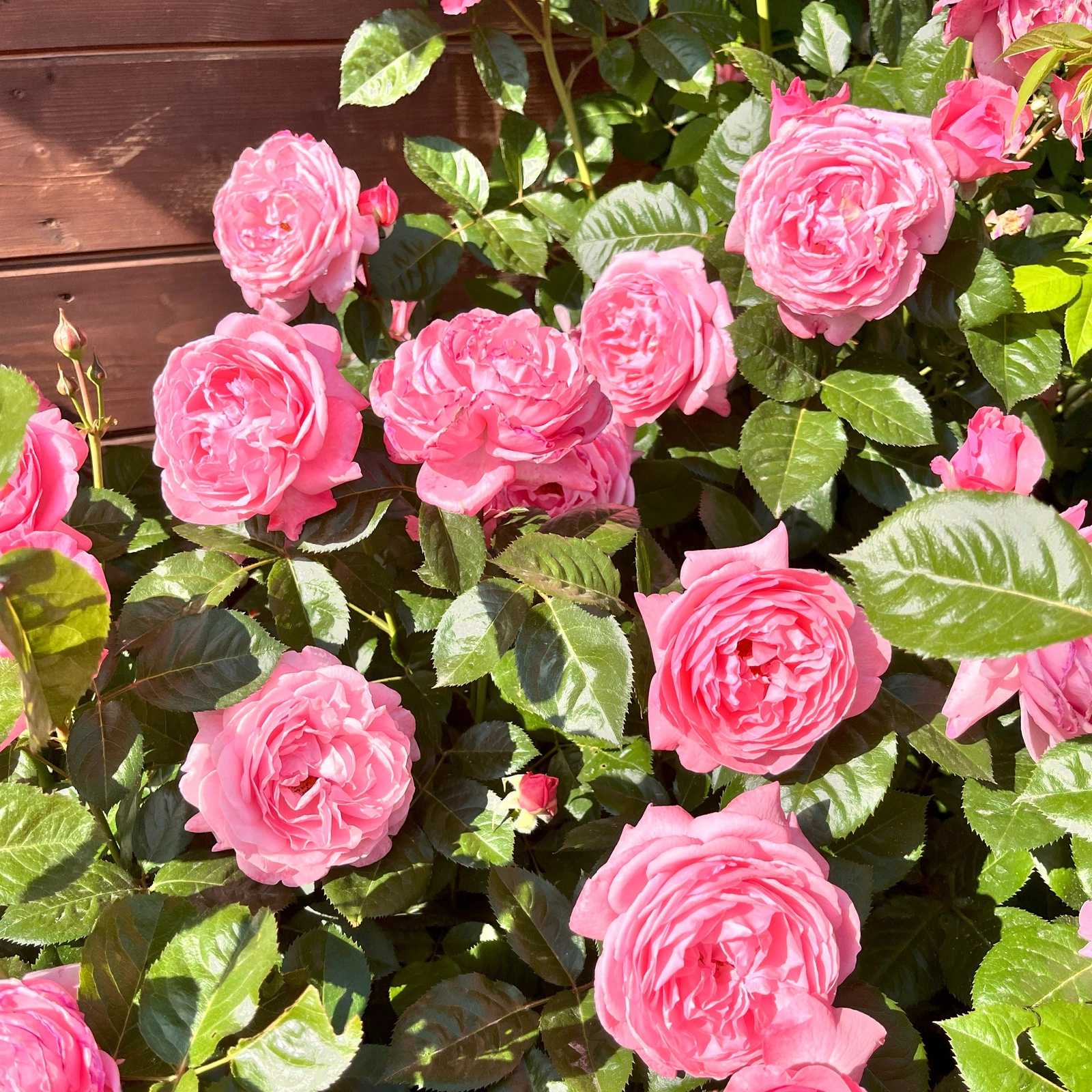 Róża parkowa KÖLNER FLORA / FLORA COLONIA® - Szkółka Róż Końskowola