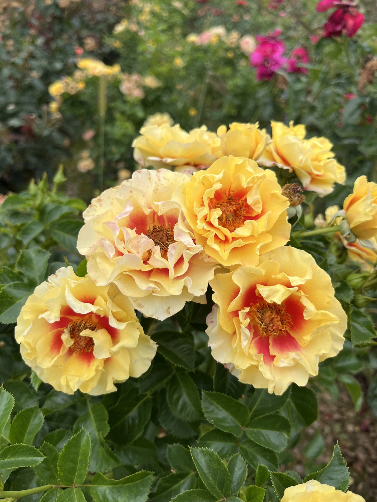 Róża okrywowa ORIENTA® AYLIN - Szkółka Róż Końskowola