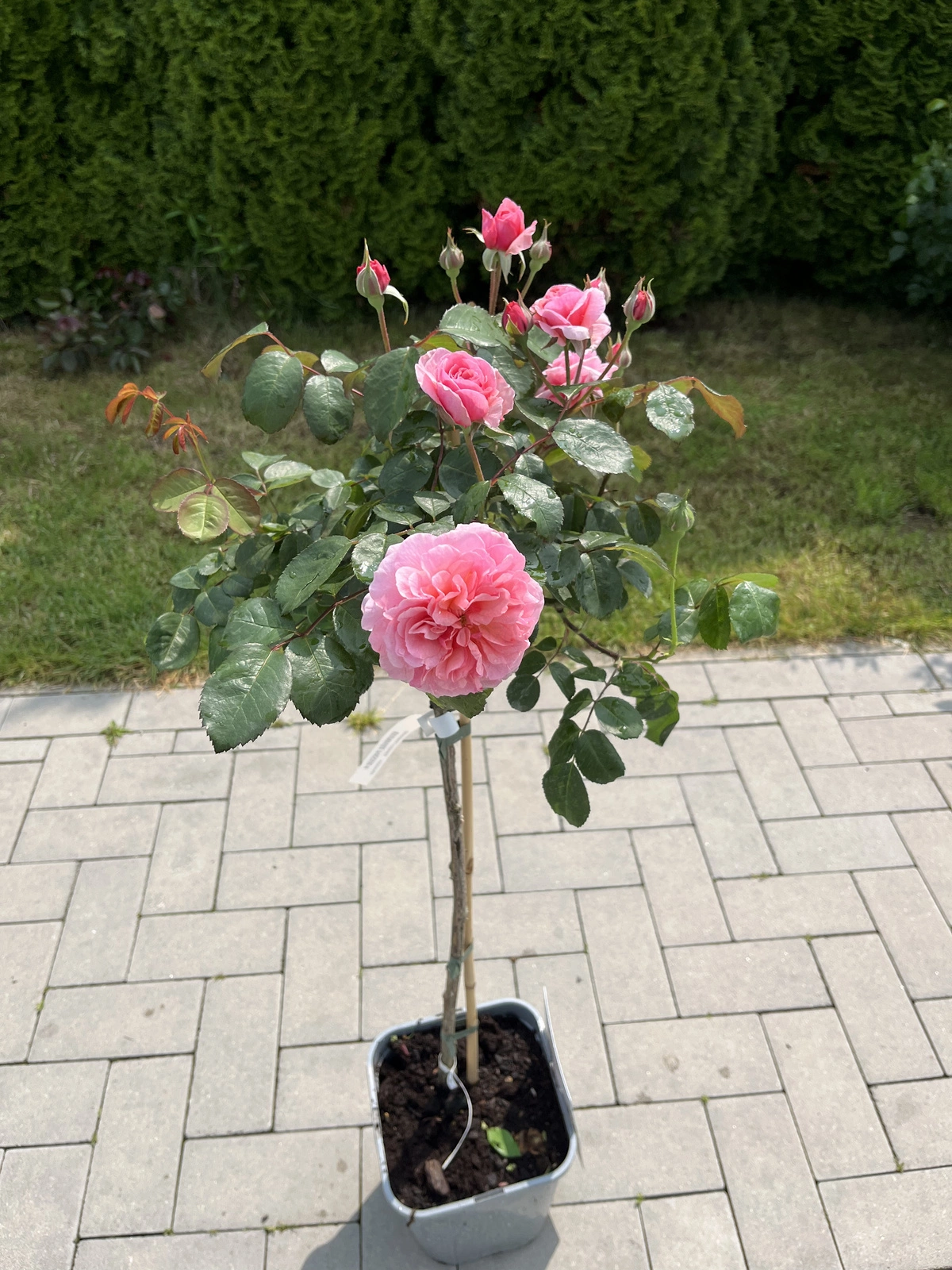 Róża pienna EEUWIGE PASSIE® - Szkółka Róż Końskowola